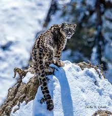 snow leopard – Scribbles Crafts – Brooklyn Craft Warehouse